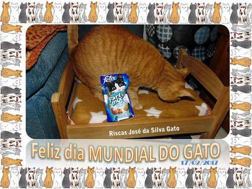 Feliz dia Mundial do Gato - Riscas, o gatinho amarelo