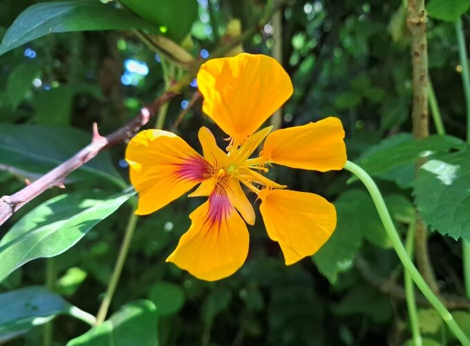 28 de Maio de 2025 - Marta O meu canto