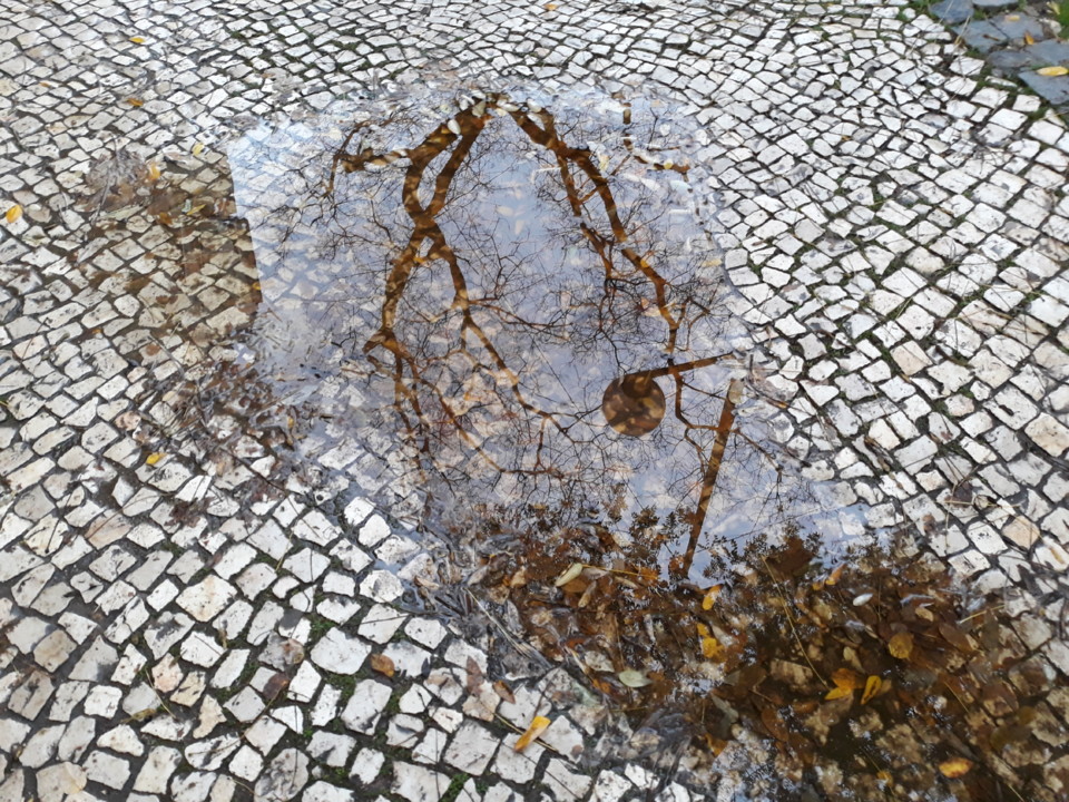 1 de abril... verdade ou mentira? - Um pássaro sem poiso