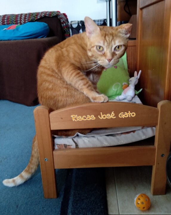 Riscas José Gato e a cama de madeira - Clube de Gatos do Sapo