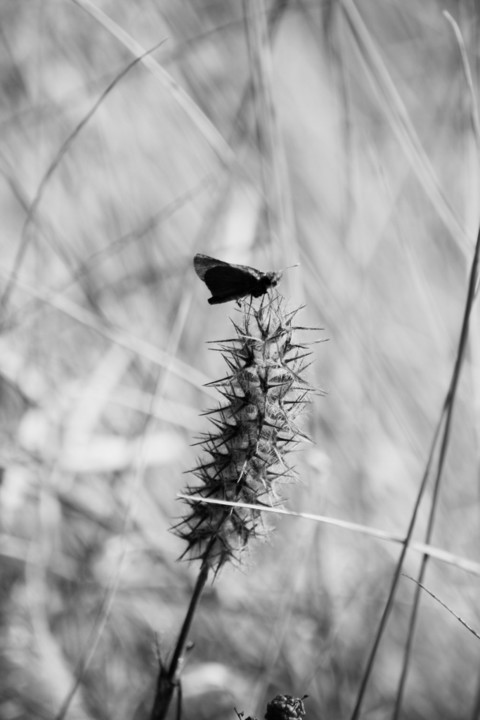 Insectos a preto-e-branco - Arca de Darwin