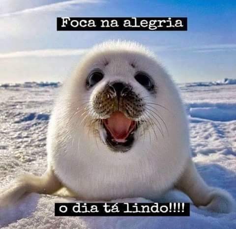 Lindo Meme De Foca Wait Foca Meme | TikTok