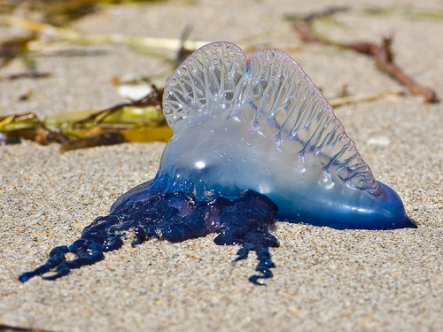 O jornalismo-alforreca - Delito de Opinião