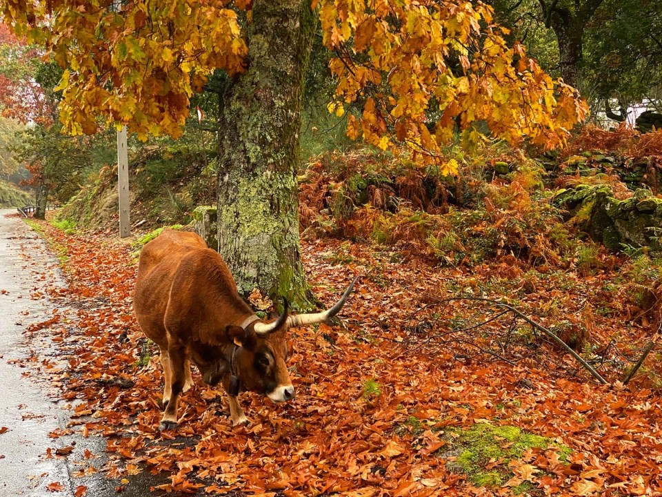 VACA “PISCA” É IMAGEM DE MARCA DO MINHO – FOTOS DE JOSÉ MARIA PYRRAIT ...