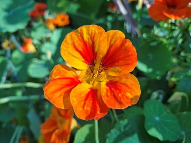 28 de Maio de 2025 - Marta O meu canto