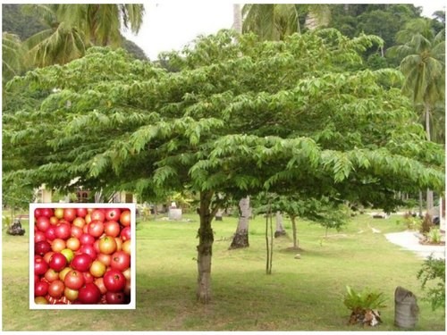 A Calabura (Muntingia calabura) sementes - Algarsementes
