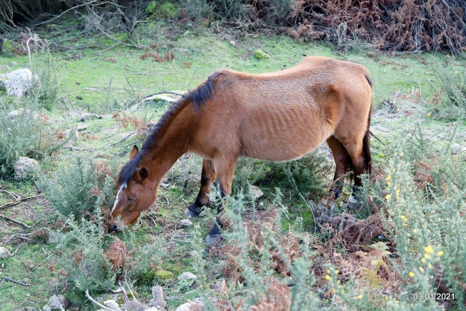 ARCOS DE VALDEVEZ: JOSÉ COSTA LIMA DÁ-NOS A CONHECER O CAVALO GARRANO ...