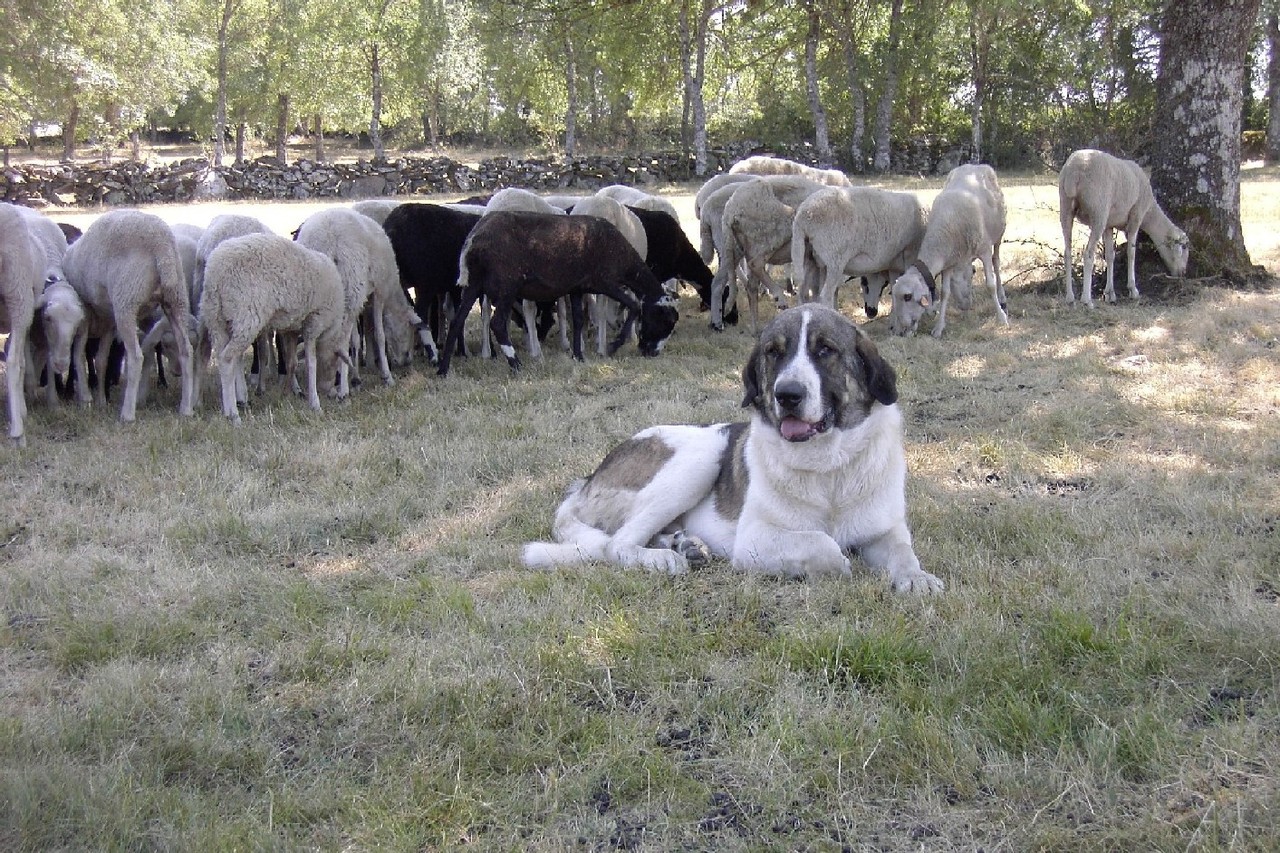 Cão de Gado Transmontano: amigo do pastor desde o neolítico - Portugal ...