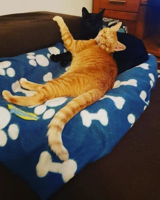 Maio 2021 - O mundo felino do Riscas e do Rafael