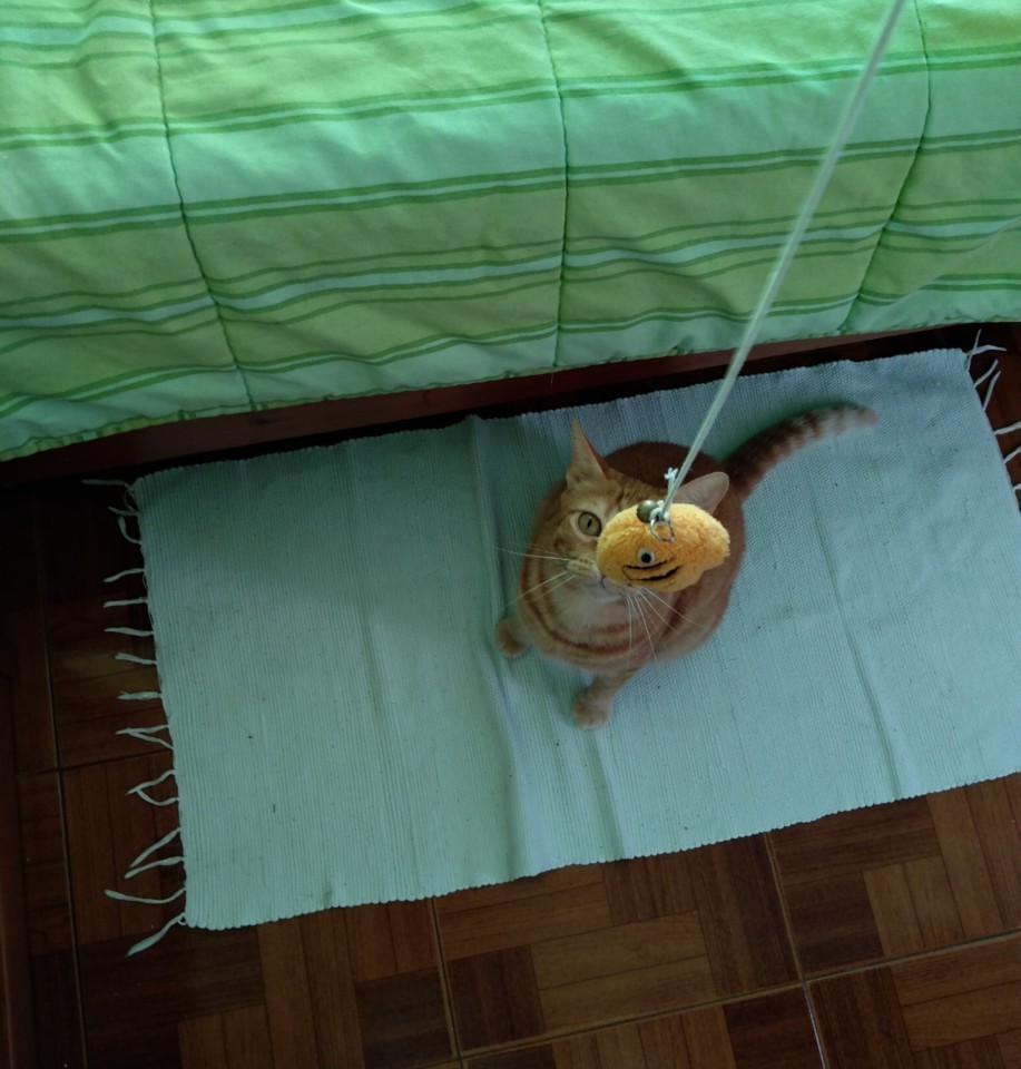 Maio 2021 - O mundo felino do Riscas e do Rafael