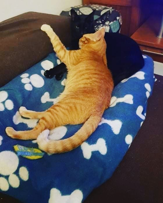 Maio 2021 - O mundo felino do Riscas e do Rafael