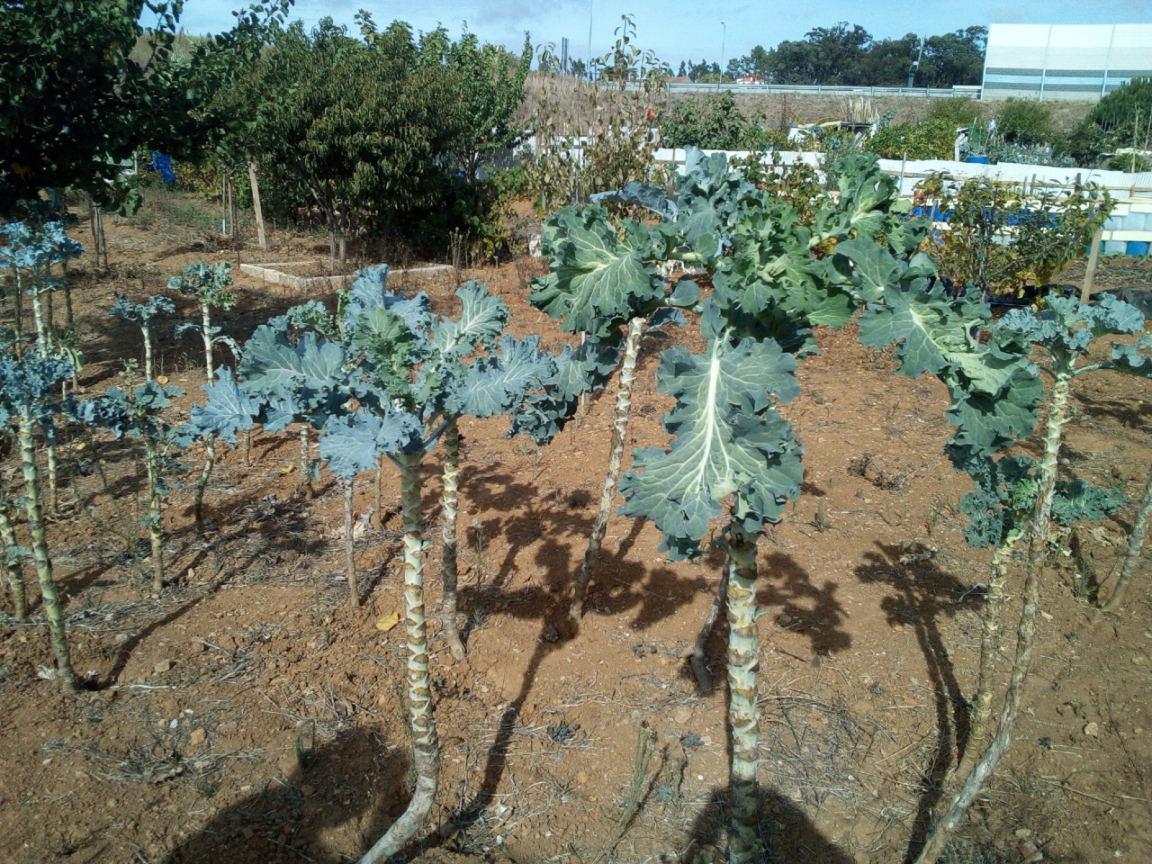 COUVE GALEGA: A NOSSA MELHOR AMIGA! - CALDO VERDE