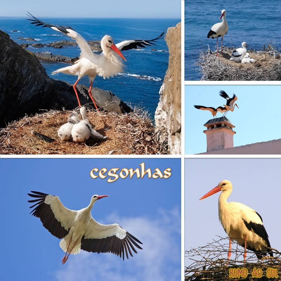 A Cegonha (Canção alentejana ) - RUMO AO SUL