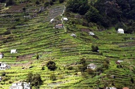 MADEIRA, OS FAMOSOS POIOS - roinesxxi