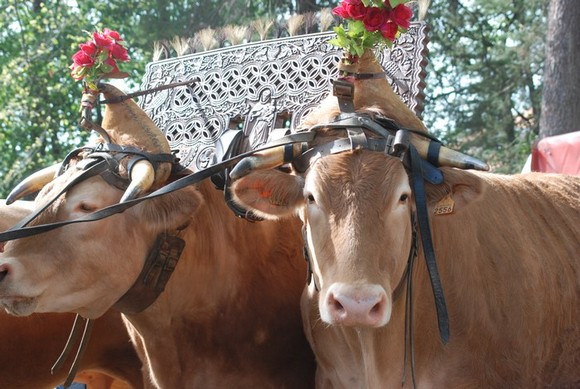 RAÇA MINHOTA OU GALEGA É UMA ESPÉCIE BOVINA AUTÓCTONE DO ALTO MINHO ...