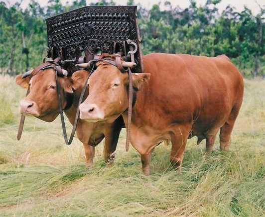 RAÇA MINHOTA OU GALEGA É UMA ESPÉCIE BOVINA AUTÓCTONE DO ALTO MINHO ...