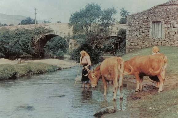 RAÇA MINHOTA OU GALEGA É UMA ESPÉCIE BOVINA AUTÓCTONE DO ALTO MINHO ...