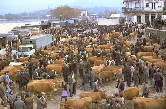 RAÇA MINHOTA OU GALEGA É UMA ESPÉCIE BOVINA AUTÓCTONE DO ALTO MINHO ...