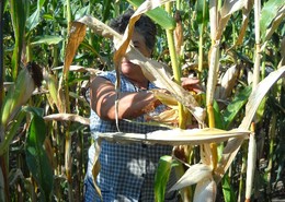 A CULTURA DO MILHO - Animus Semper