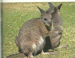 Enciclopédia ANIMAL ( Valabi ) - SãoFalcão-BIOLOGIA e GEOLOGIA