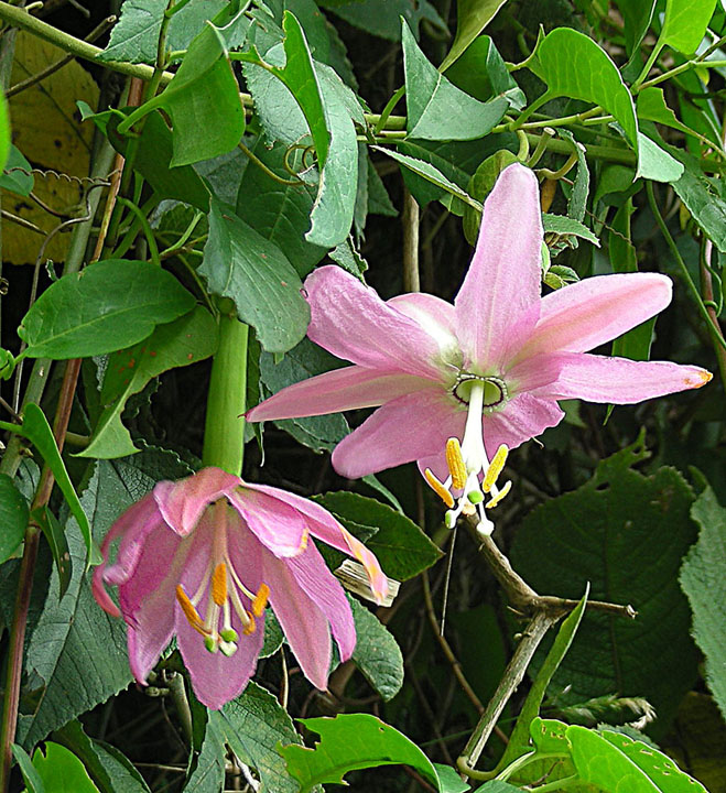 MARACUJÁ BANANA (Passiflora Mollissima) - BAGAS GOJI