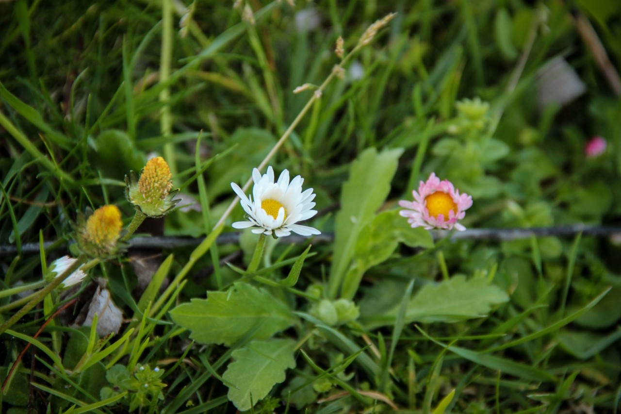 Malmequer e Margarida: qual a diferença? - Arca de Darwin
