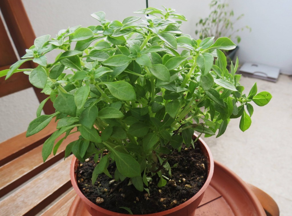 Manjerico: festivo e comestível - Arca de Darwin