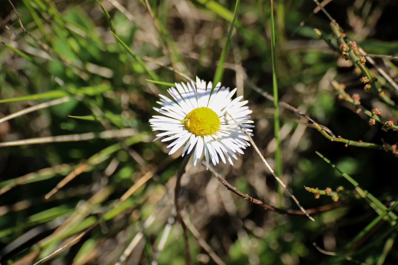 Malmequer e Margarida: qual a diferença? - Arca de Darwin