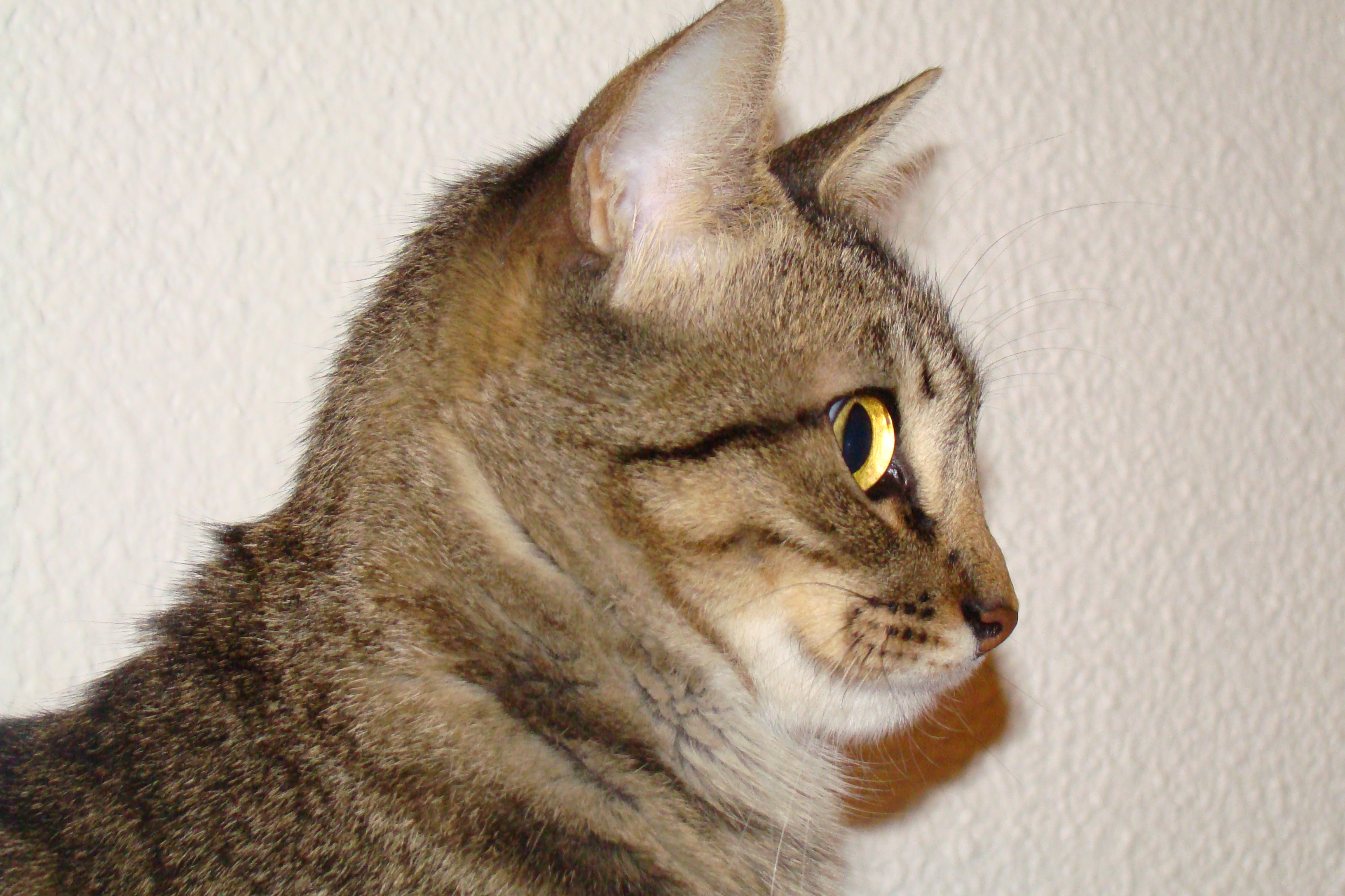 A minha gatinha Risca... força Riscas!!! - ...é bom e eu gosto!