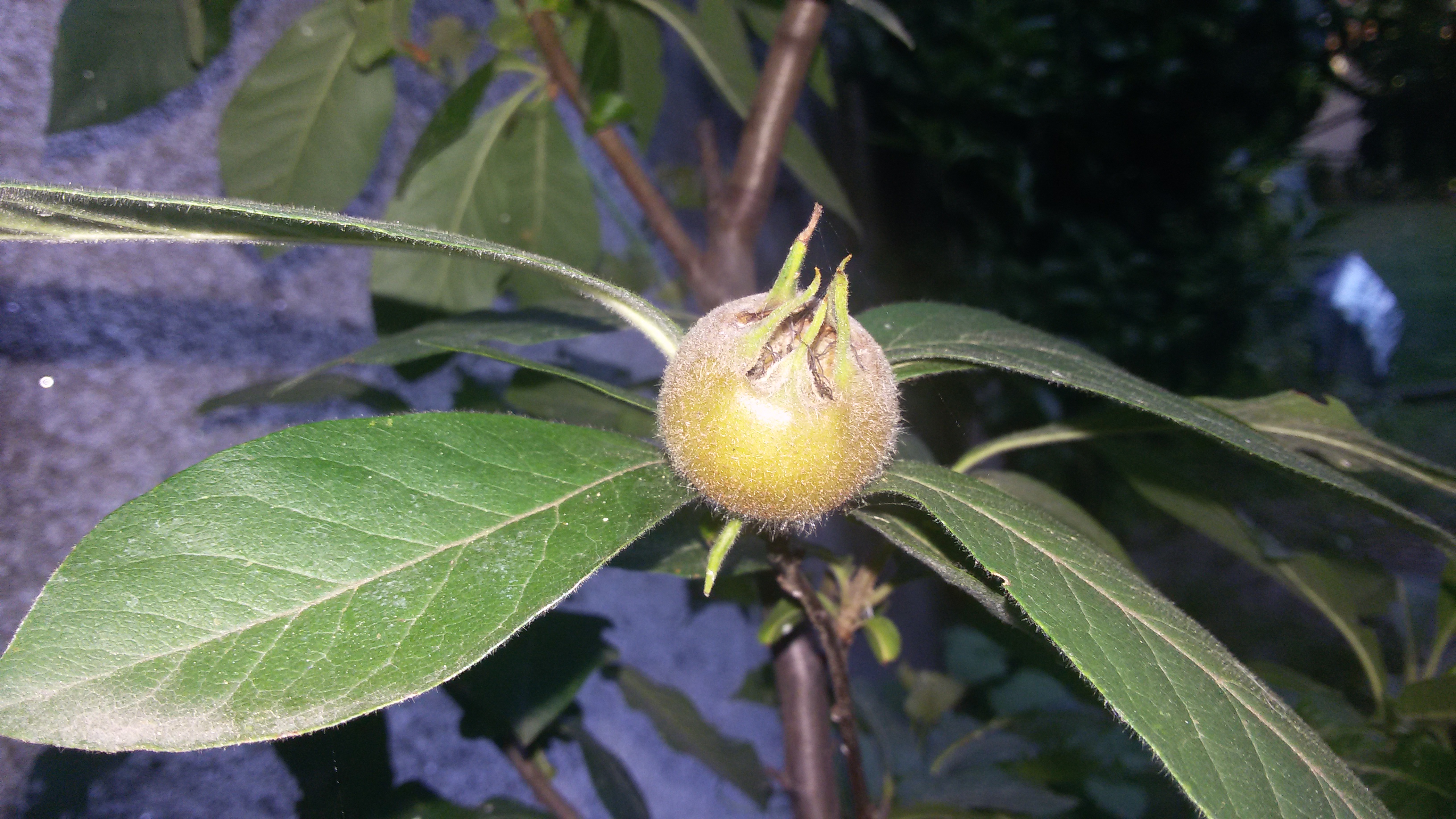 Nêspera ou Magnório? - DIVAGAR DEVAGAR-2