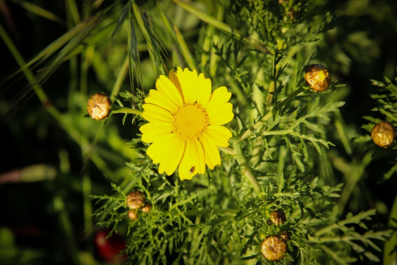Malmequer e Margarida: qual a diferença? - Arca de Darwin