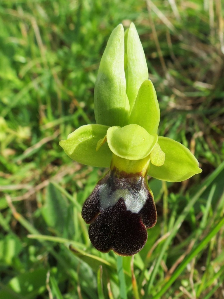 Moscardo-fusco: a orquídea que imita abelhas - Arca de Darwin