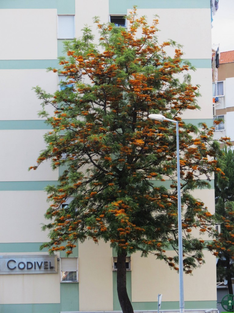 Grevília – a árvore que lembra o Natal - Arca de Darwin