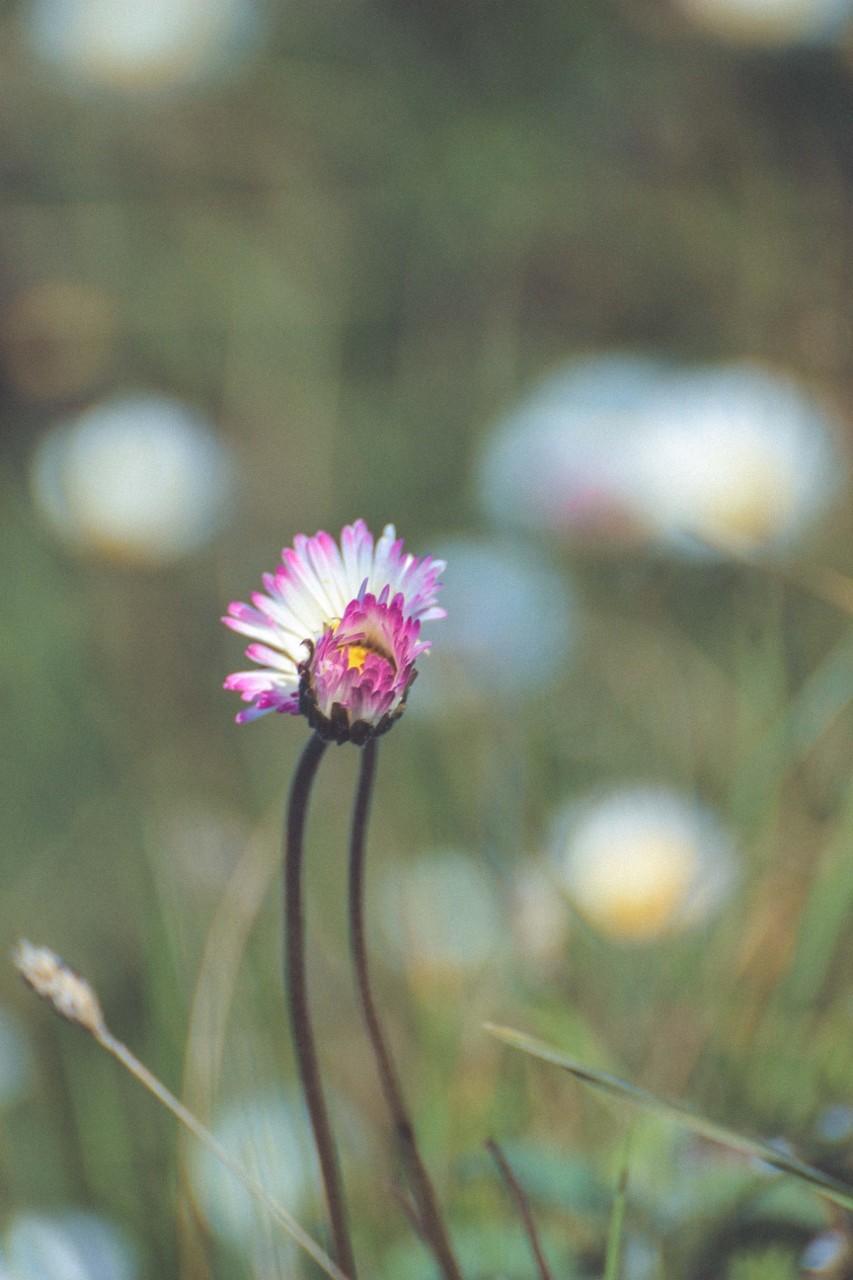 Malmequer e Margarida: qual a diferença? - Arca de Darwin