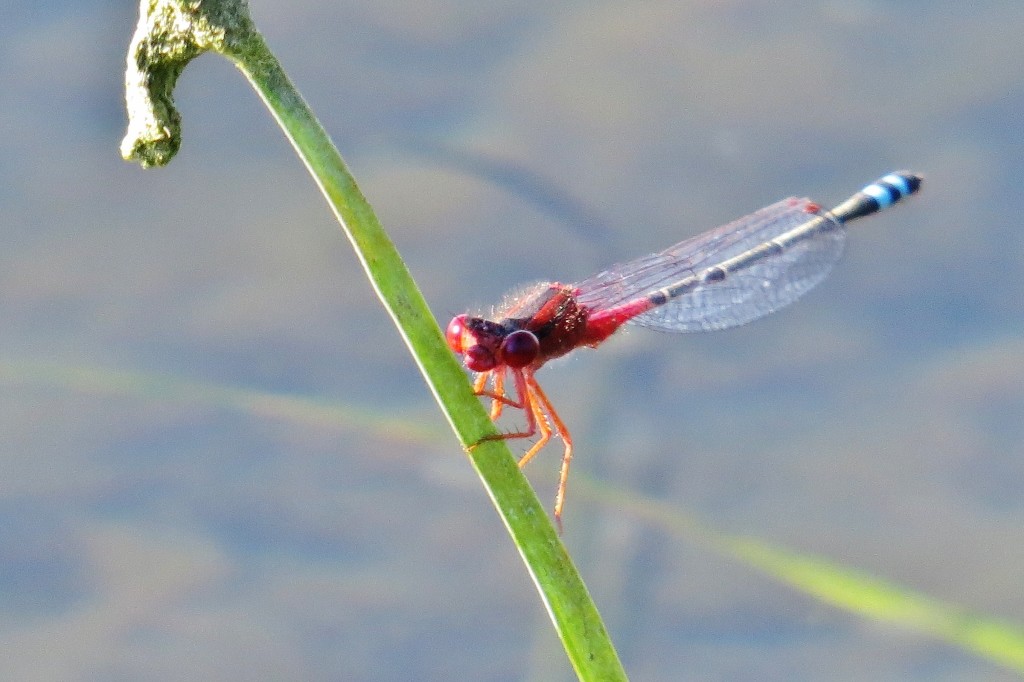 Libélula ou libelinha? - Arca de Darwin