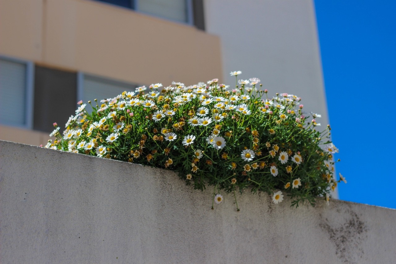 Malmequer e Margarida: qual a diferença? - Arca de Darwin