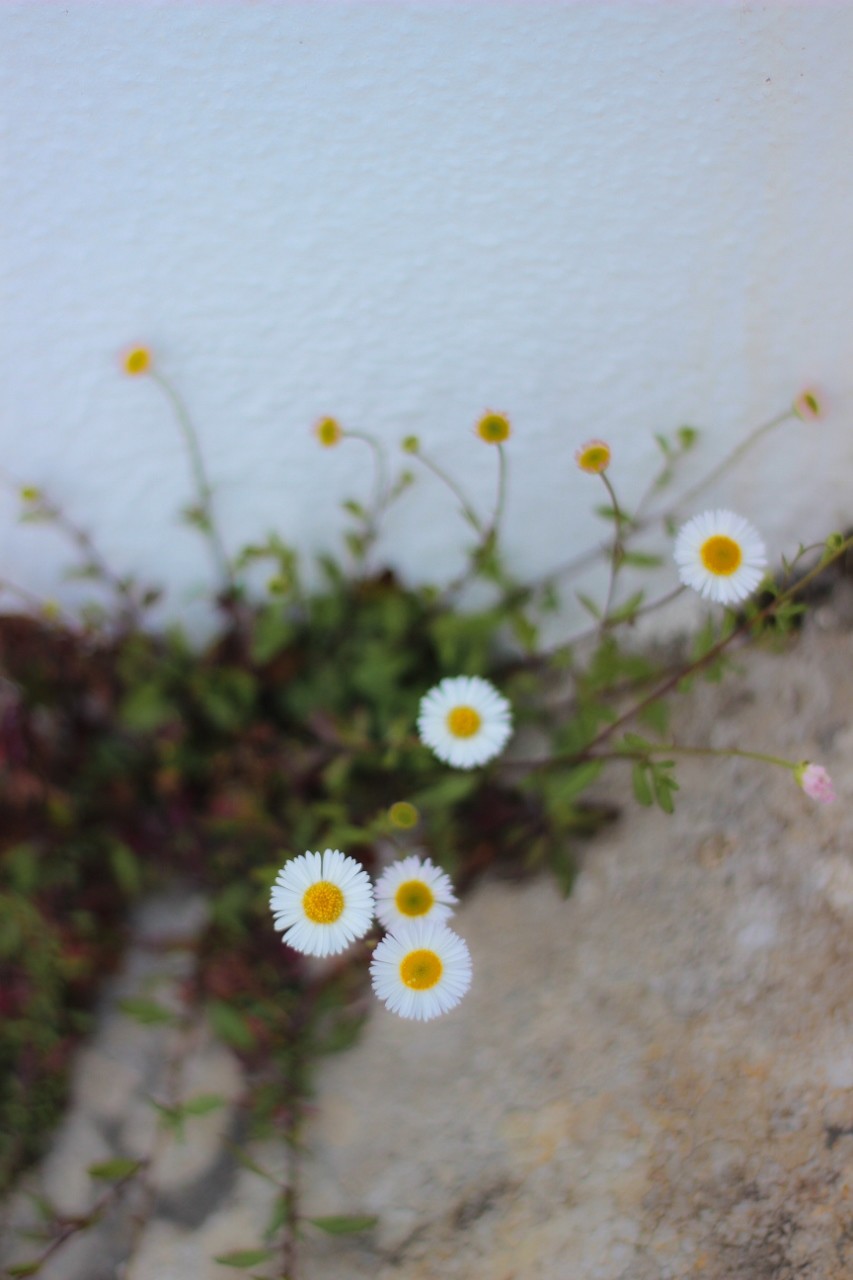 Malmequer e Margarida: qual a diferença? - Arca de Darwin