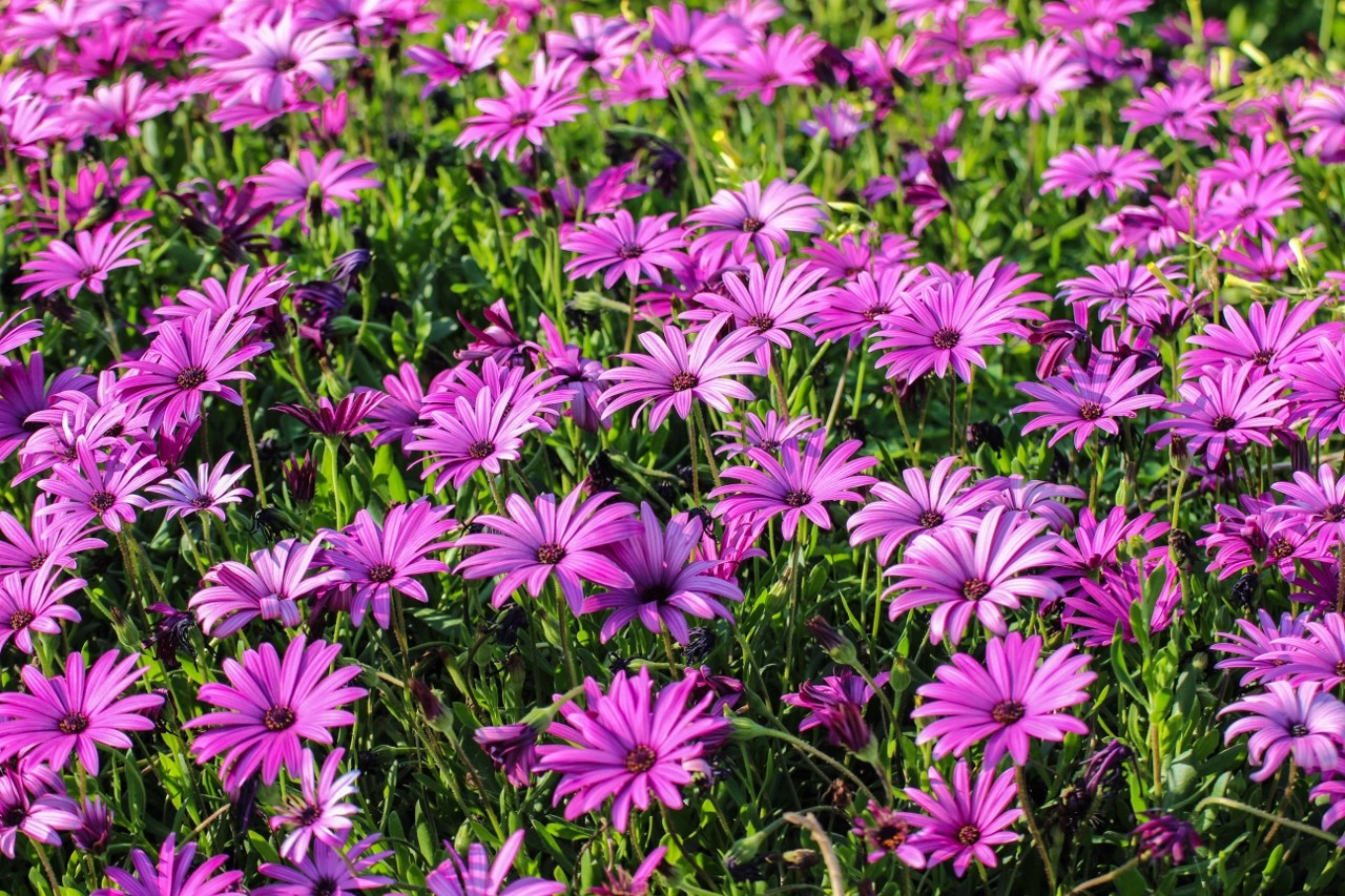 Malmequer e Margarida: qual a diferença? - Arca de Darwin