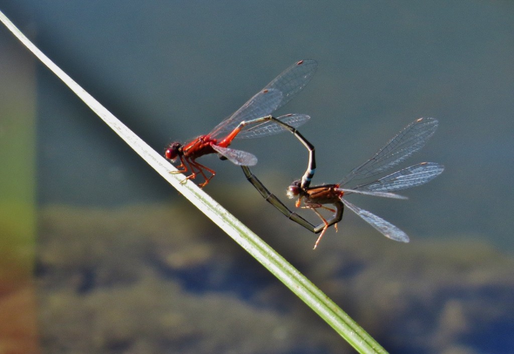 Libélula ou libelinha? - Arca de Darwin