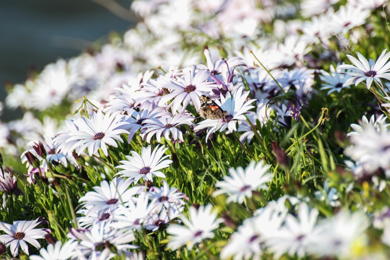 Malmequer e Margarida: qual a diferença? - Arca de Darwin