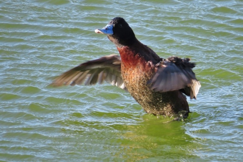 Pato-de-bico-azul (Austrália) - Arca de Darwin