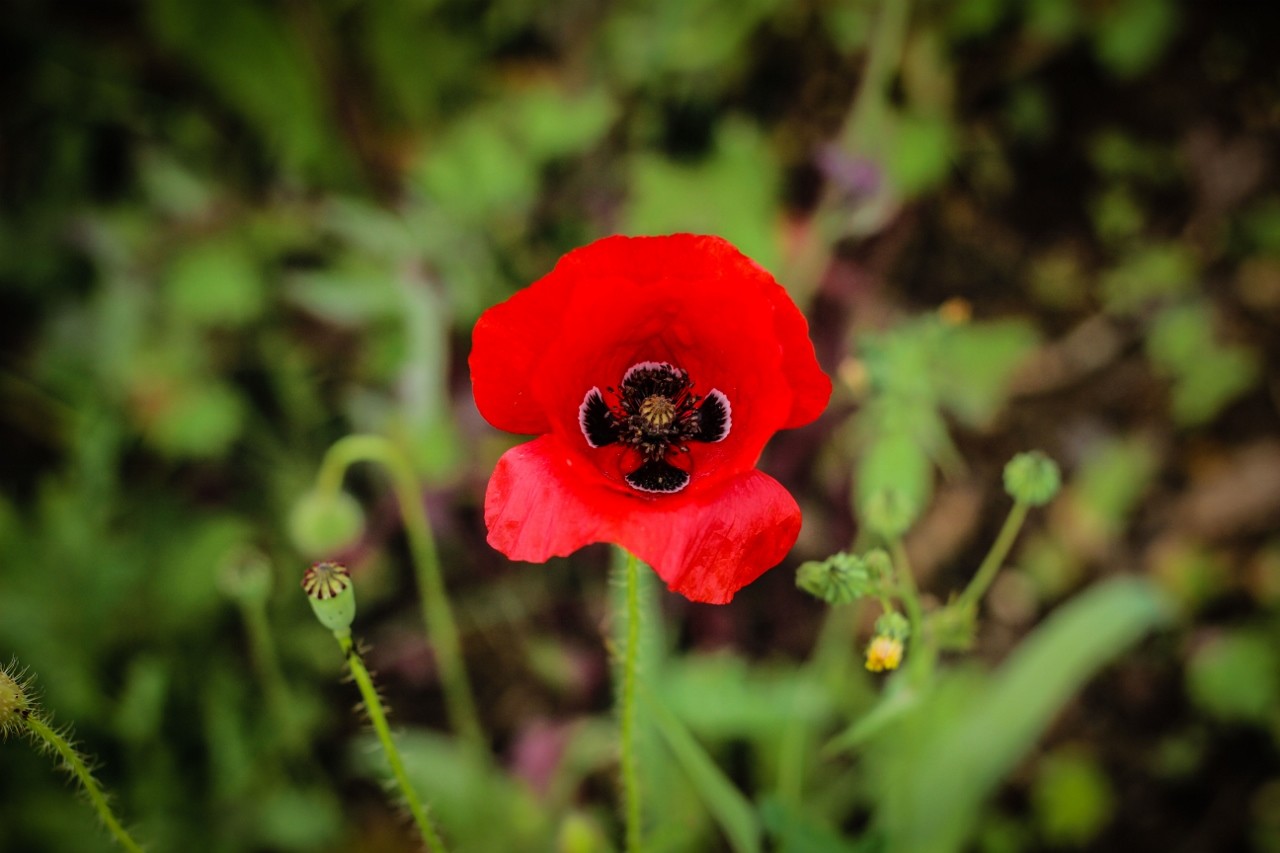 Três espécies de papoilas - Arca de Darwin