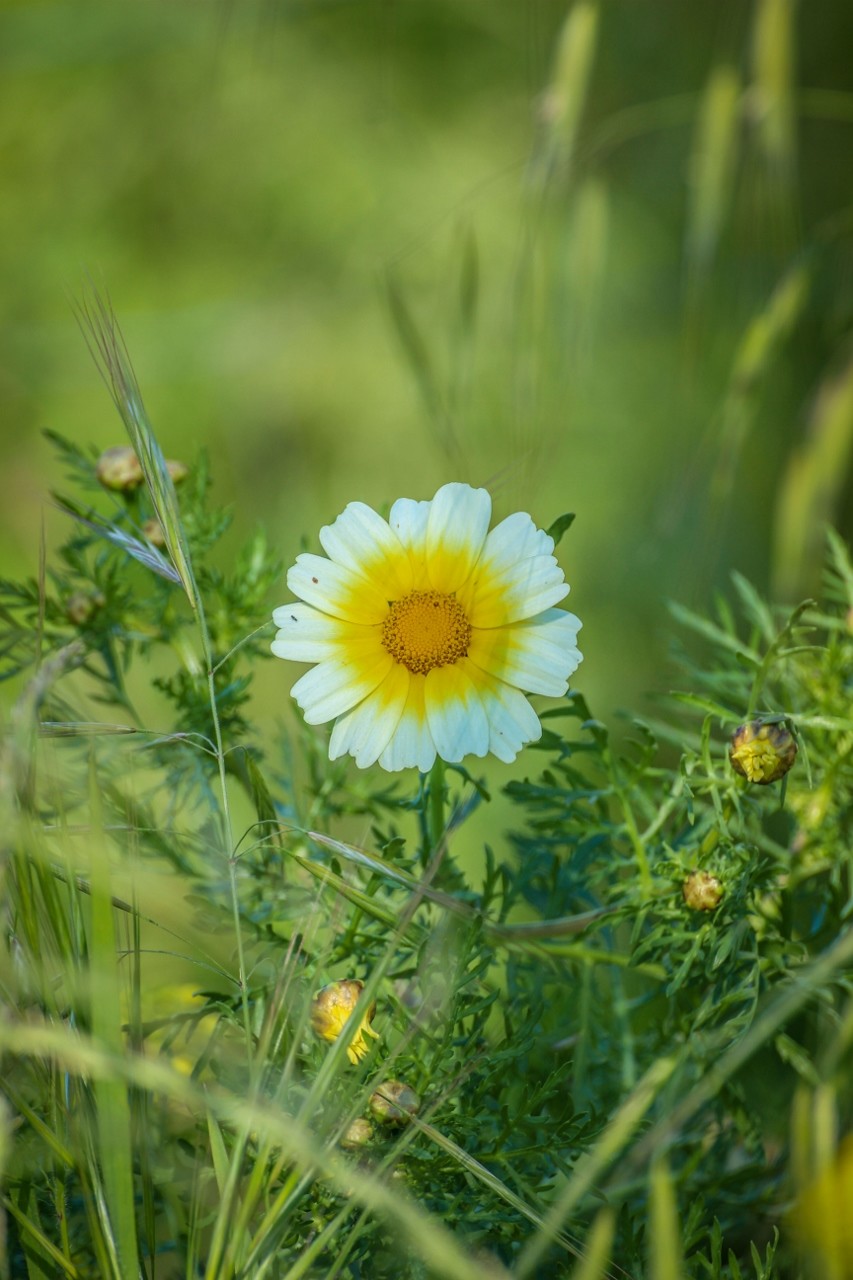 Malmequer e Margarida: qual a diferença? - Arca de Darwin
