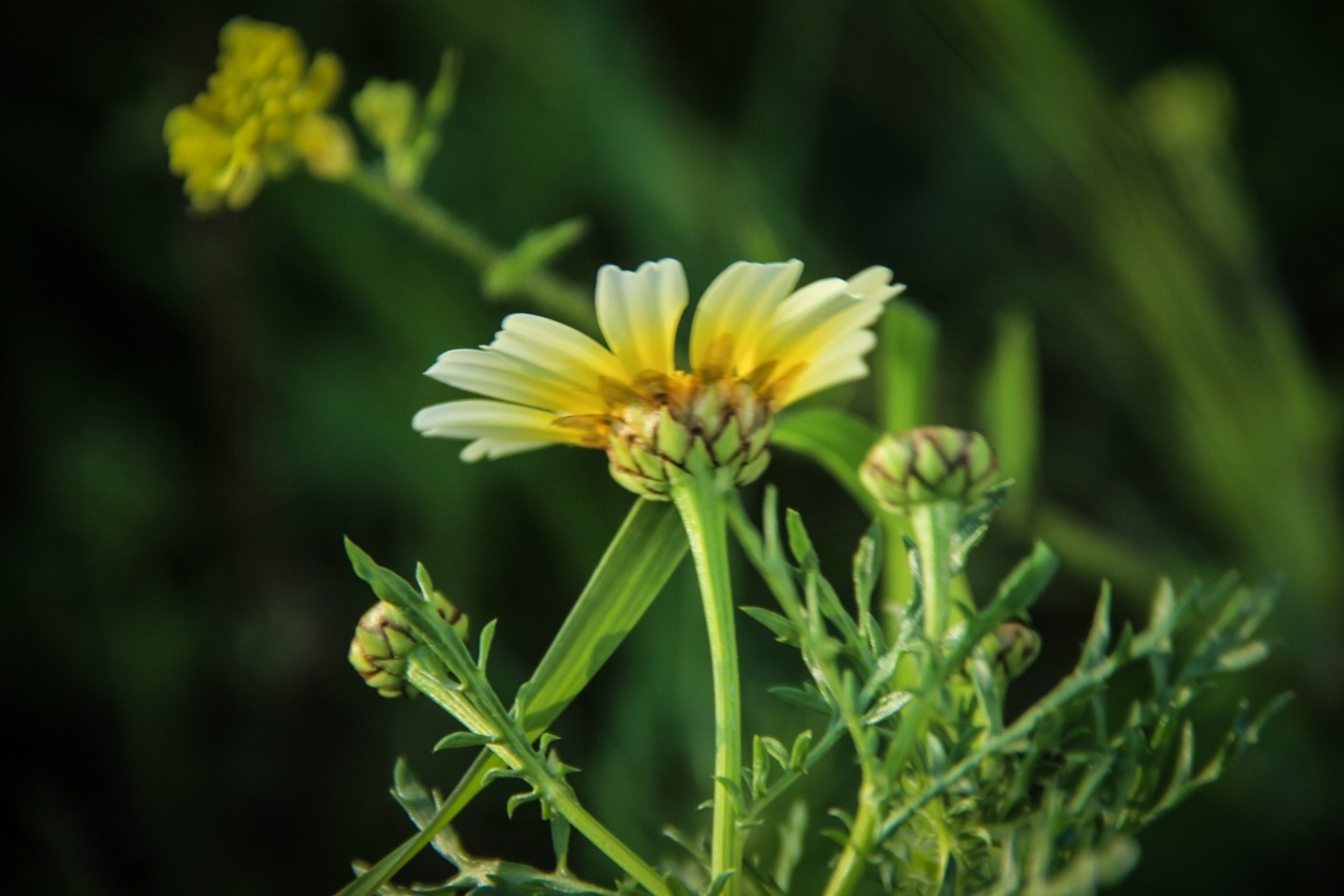 Malmequer e Margarida: qual a diferença? - Arca de Darwin