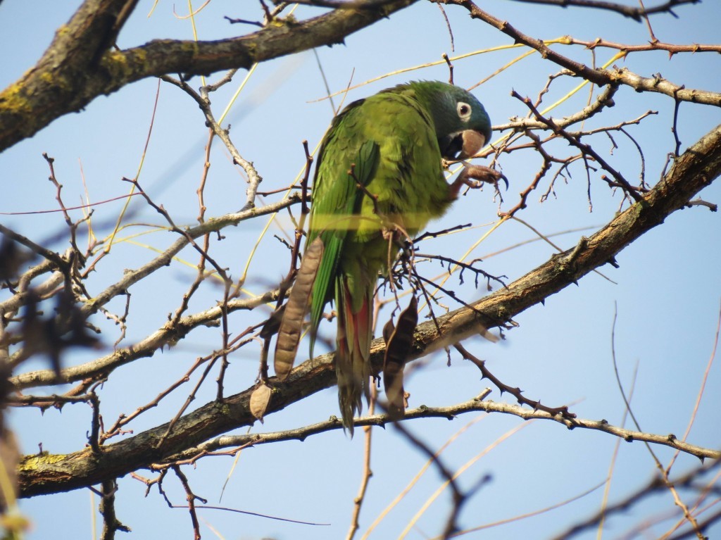 Periquitão-de-cabeça-azul - Arca de Darwin