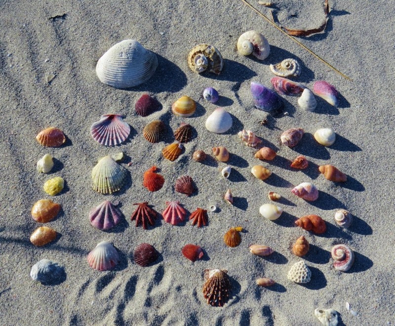 A praia de conchas - Arca de Darwin