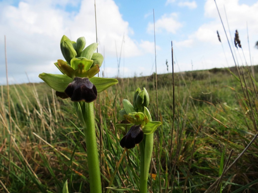 Moscardo-fusco: a orquídea que imita abelhas - Arca de Darwin