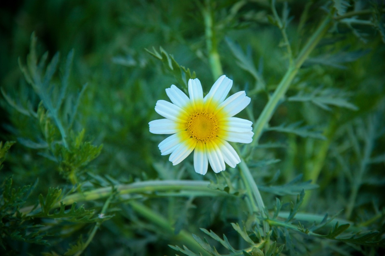 Malmequer e Margarida: qual a diferença? - Arca de Darwin